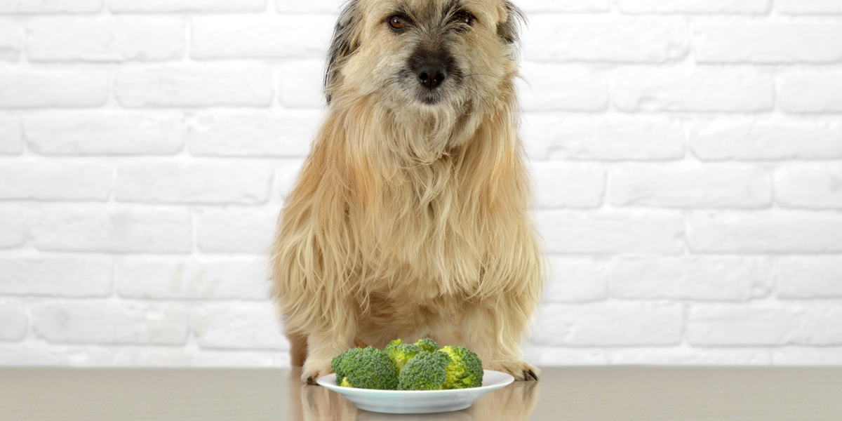 3 bénéfices du brocoli pour les chiens – Chien Gourmand
